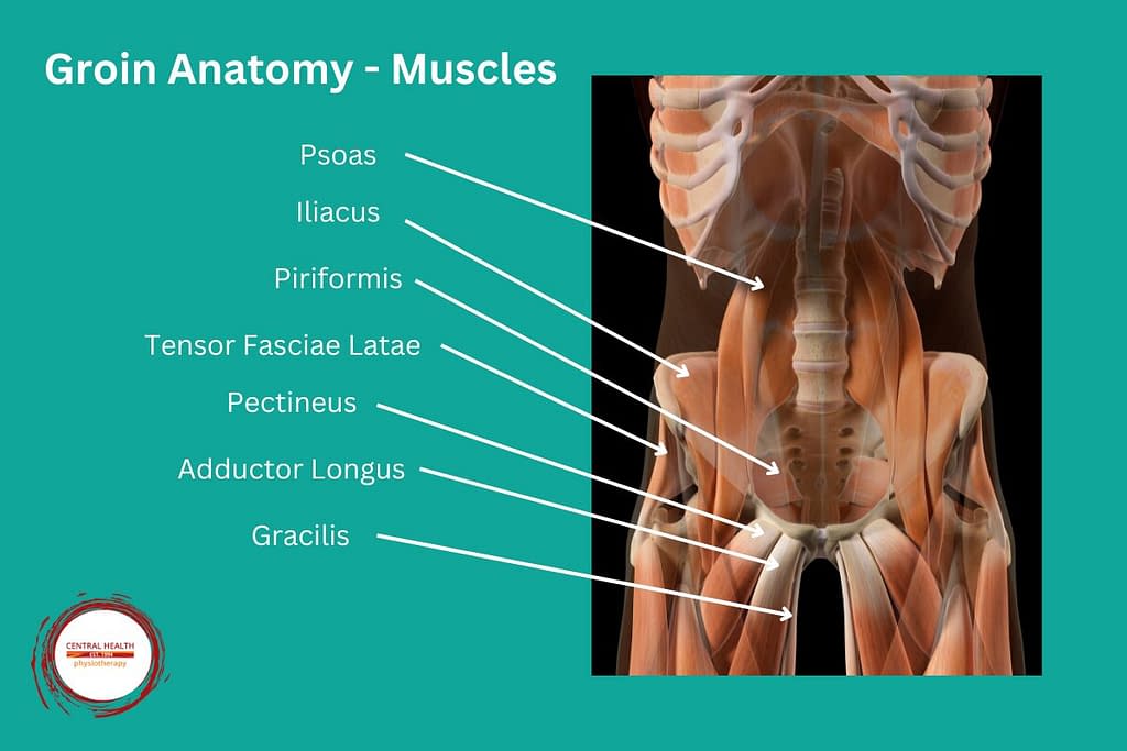 Groin Pain After Exercise? | Central Health Physiotherapy
