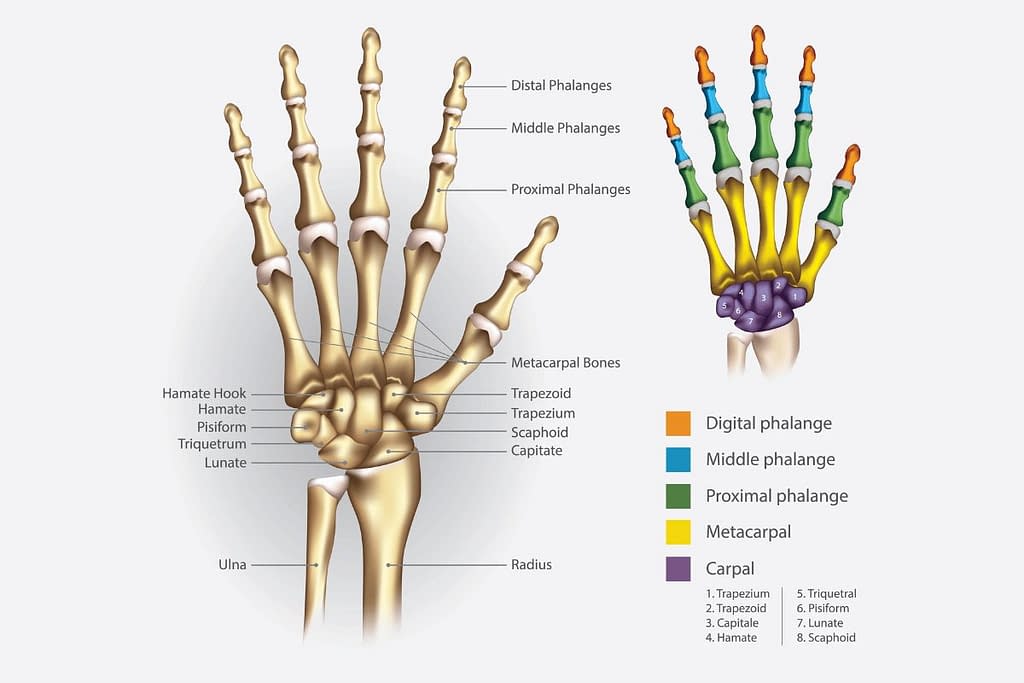 What Are the Most Common Types of Wrist and Hand Fractures? | Central ...