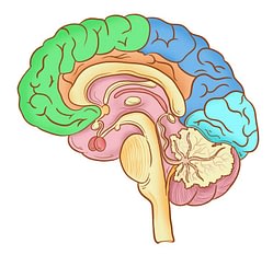 Resource 2: Understanding Our Complex Nervous System - Pure Unity Health